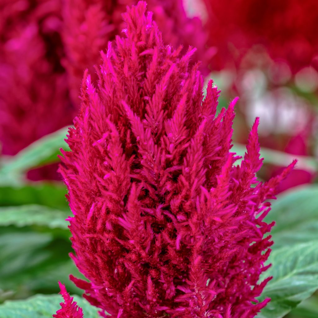 Celosia Century Rose (010000) (10K) ASTD - Griffin Greenhouse Supplies