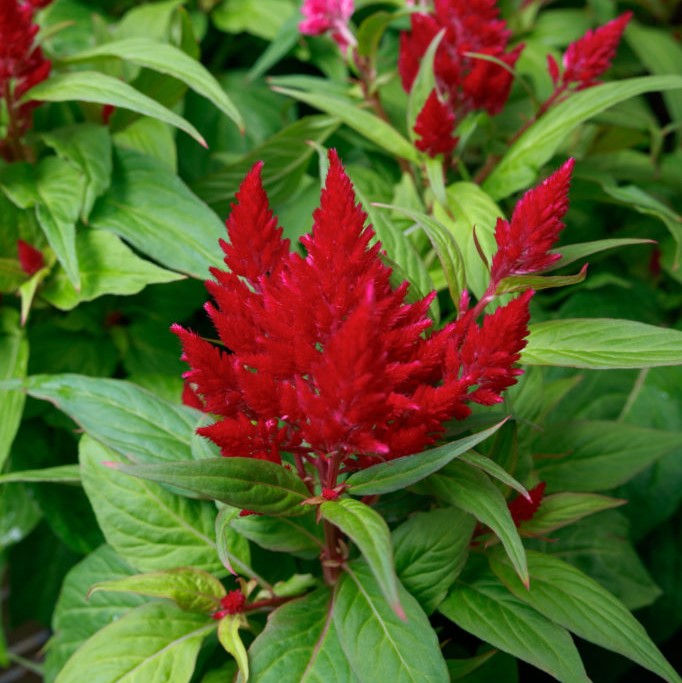 Celosia Seed - Griffin Greenhouse Supplies