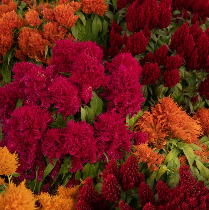 Celosia Seed - Griffin Greenhouse Supplies