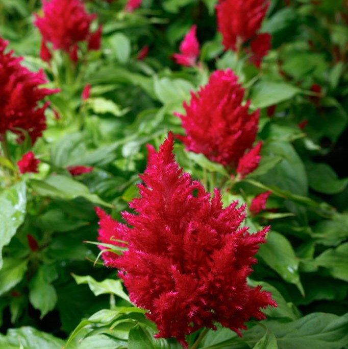 Celosia Seed - Griffin Greenhouse Supplies