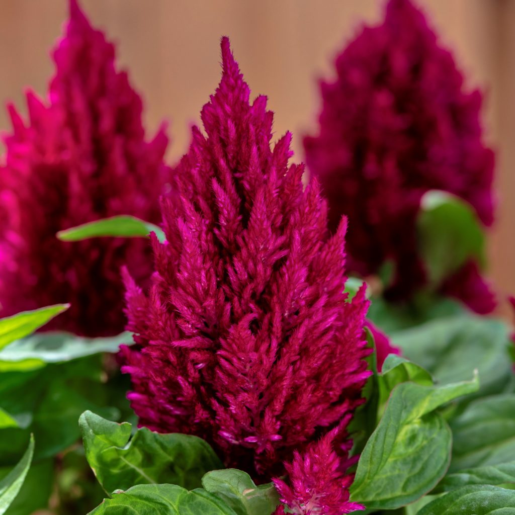 Celosia Kimono Rose ASTD - Griffin Greenhouse Supplies