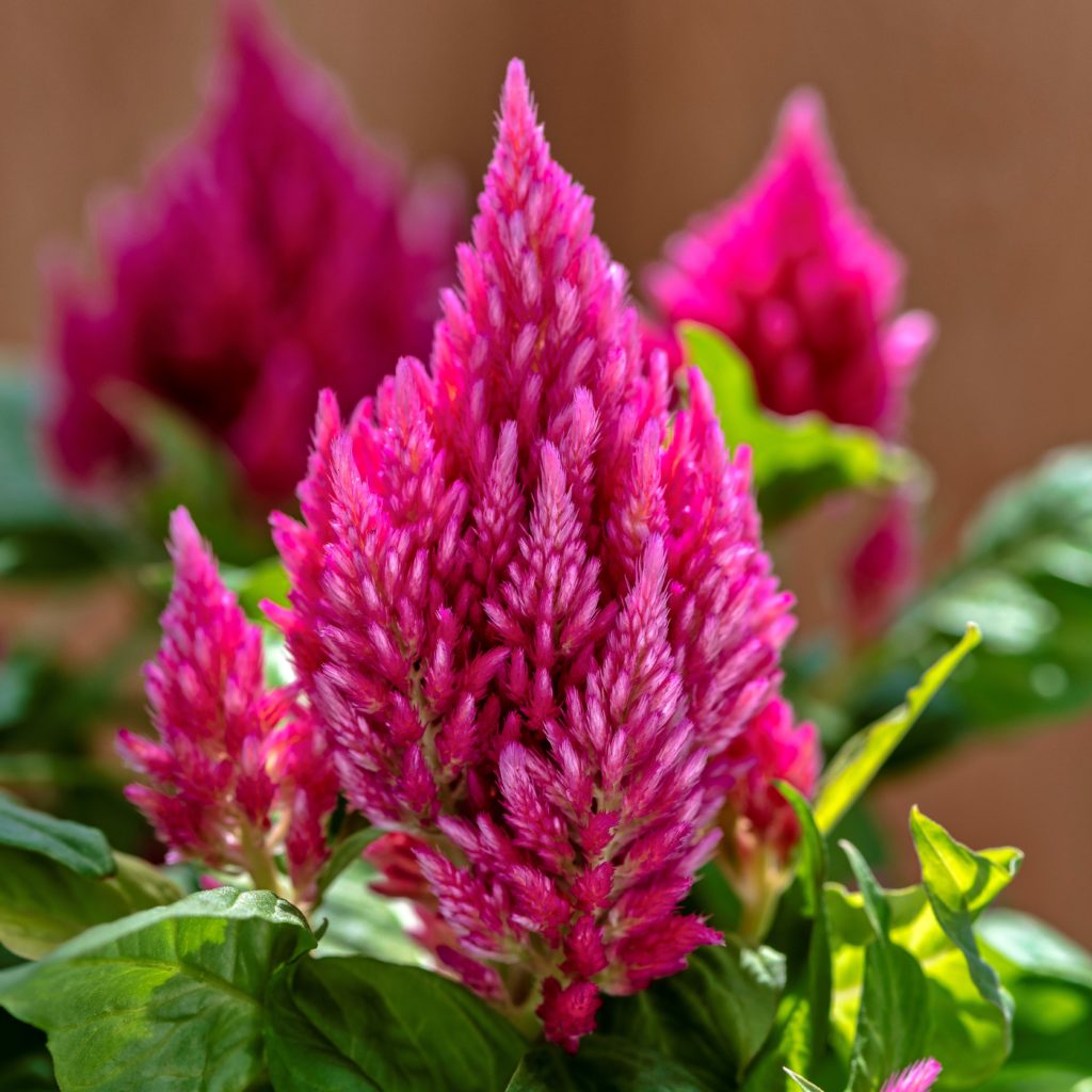 Celosia Seed - Griffin Greenhouse Supplies