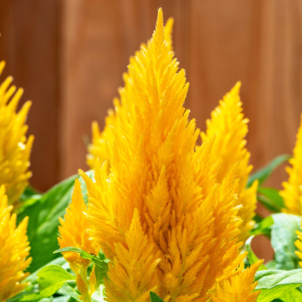 Celosia Kimono Yellow ASTD - Griffin Greenhouse Supplies