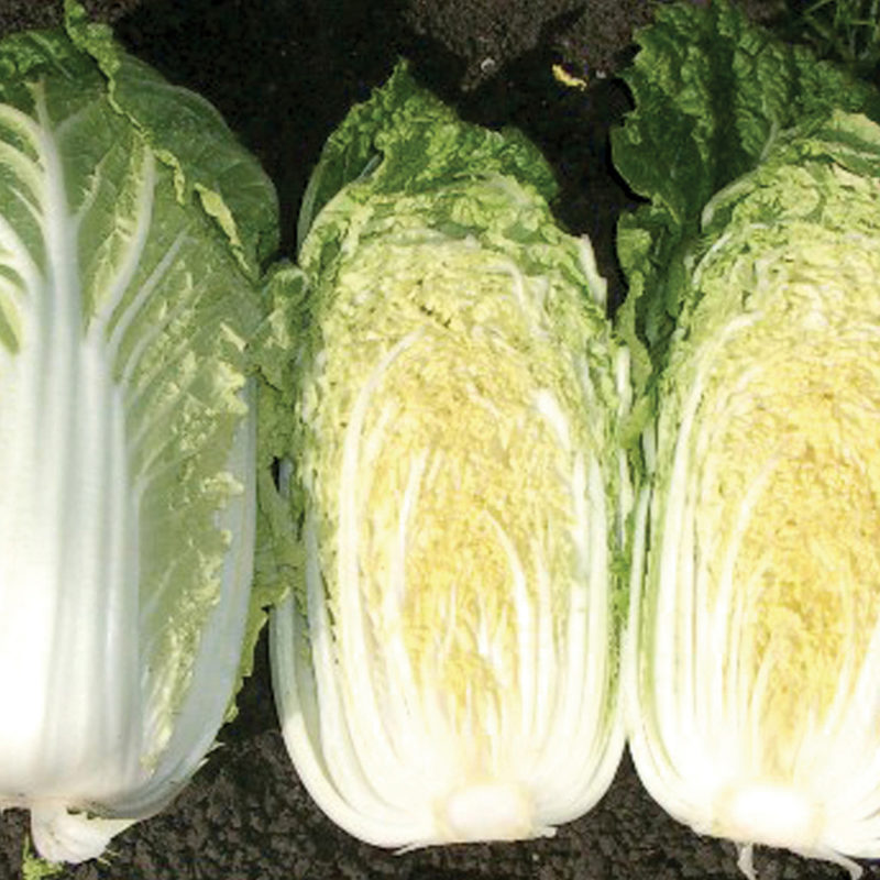 Cabbage Seed - Griffin Greenhouse Supplies