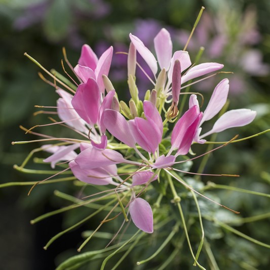 Cleome Clementine Pink 102/100 25 MM Elle Tray - Griffin Greenhouse ...
