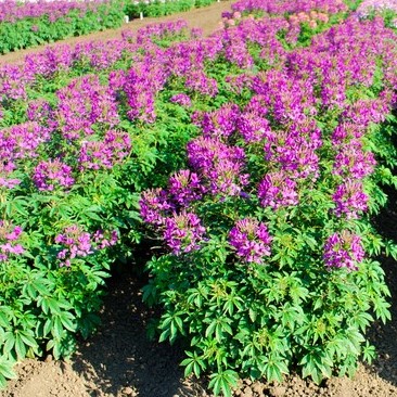 Cleome Seed - Griffin Greenhouse Supplies