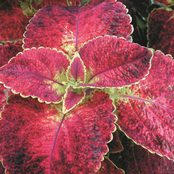 Coleus ColorBlaze Dipt in Wine 84/82 Tray PW - Griffin Greenhouse Supplies