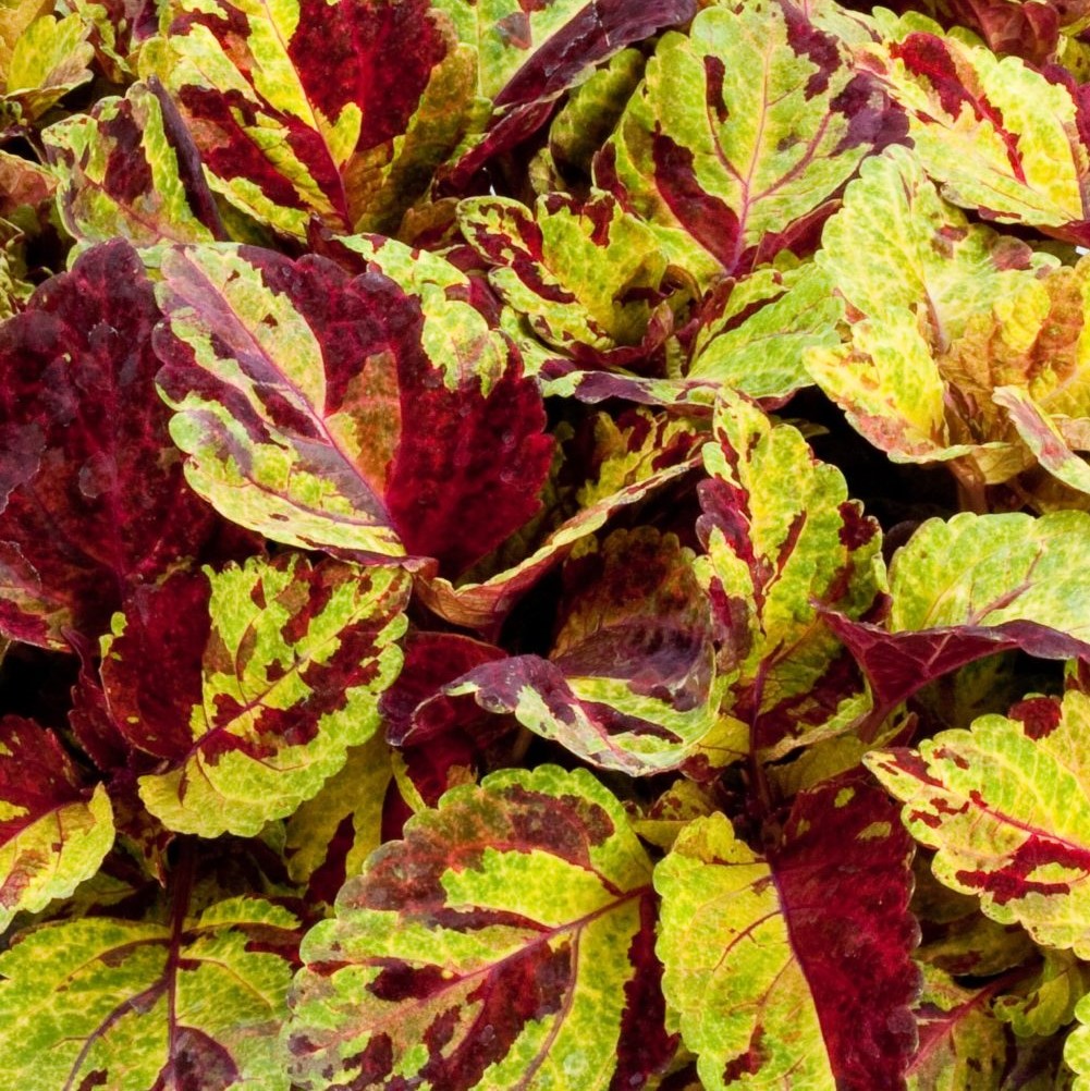 Coleus Seed - Griffin Greenhouse Supplies