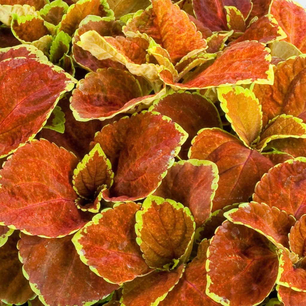 Coleus Seed - Griffin Greenhouse Supplies