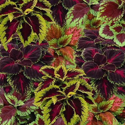 Coleus Seed - Griffin Greenhouse Supplies