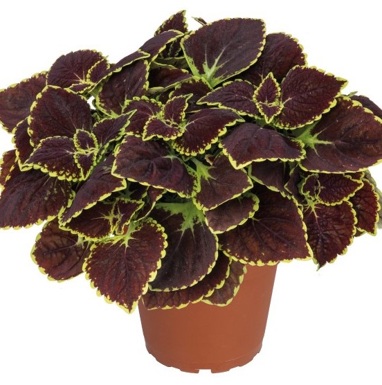 You Searched For "coleus" - Griffin Greenhouse Supplies