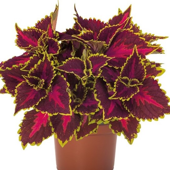 You Searched For "coleus" - Griffin Greenhouse Supplies