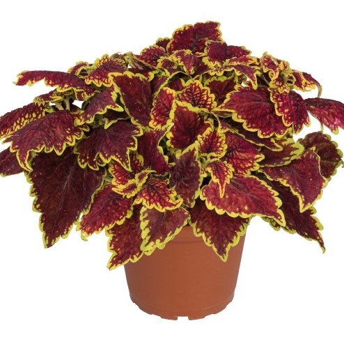 You Searched For "coleus" - Griffin Greenhouse Supplies