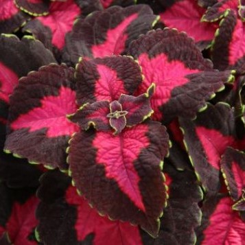 Coleus Stained Glassworks Flashbulb 105/100 Tray - Griffin Greenhouse ...