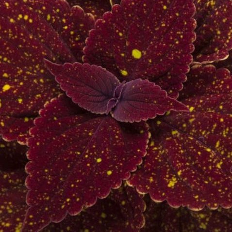 Coleus Talavera Moondust 51/50 Tray SF - Griffin Greenhouse Supplies