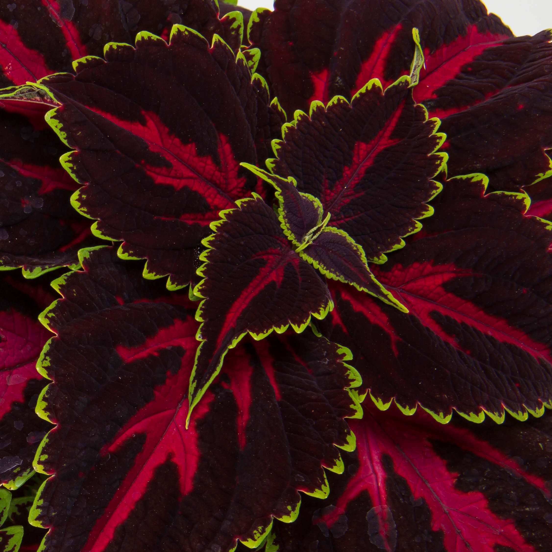 Coleus Talavera Pink Tricolor 105/100 Tray SF - Griffin Greenhouse Supplies
