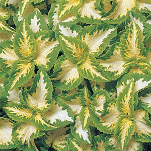 Coleus Seed - Griffin Greenhouse Supplies