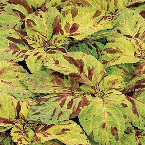 Coleus Seed - Griffin Greenhouse Supplies