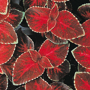 Coleus Seed - Griffin Greenhouse Supplies