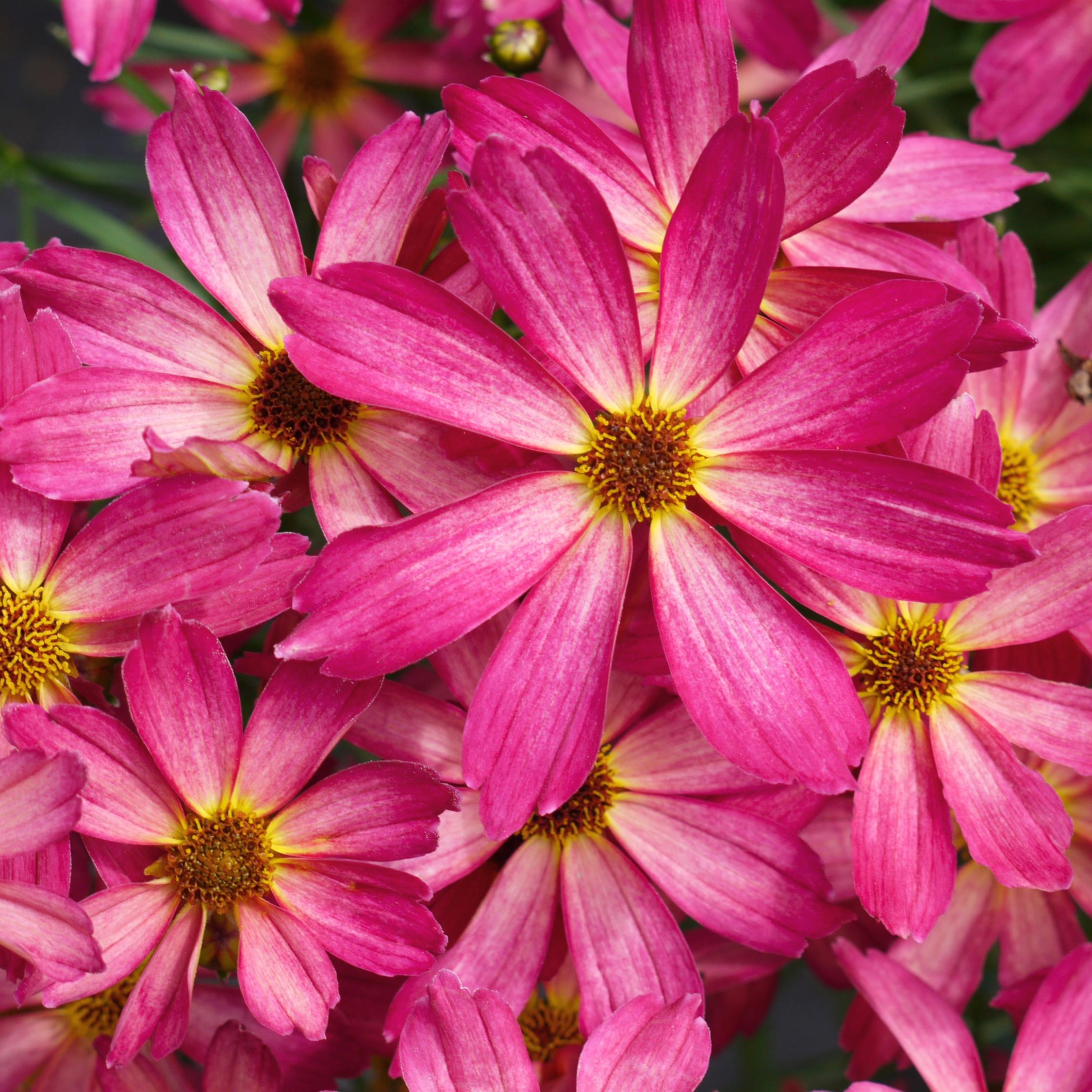 Coreopsis Fall Sensation Quartz 104/100 URC Guatemala - Griffin ...