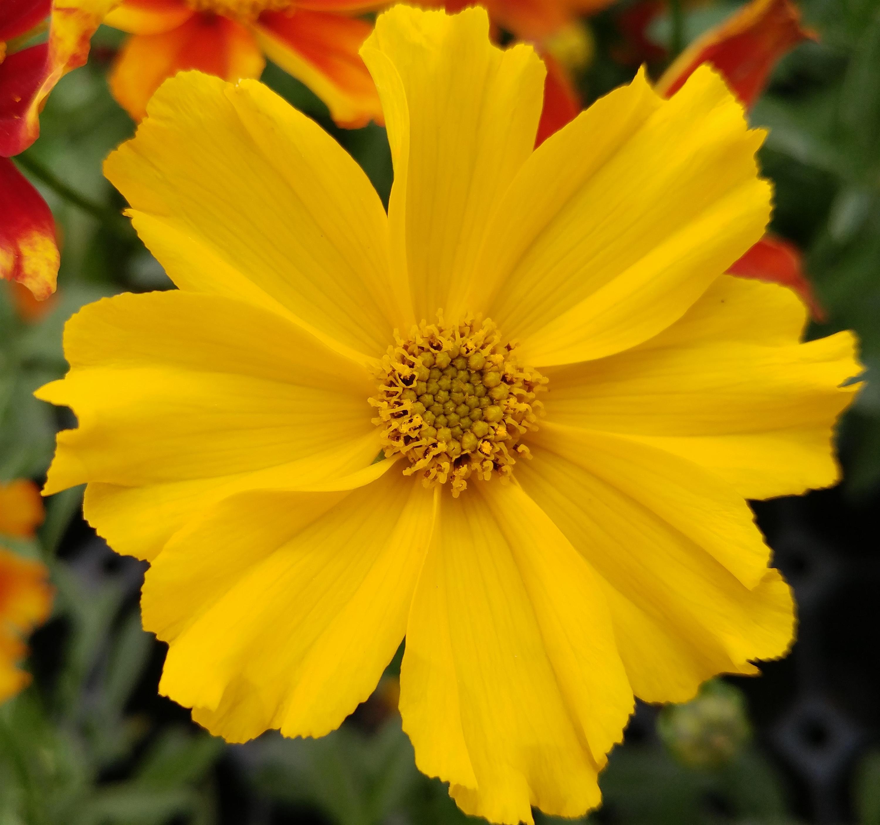 Coreopsis Li'l Bang Goldilocks 104/100 URC Strip AutoStix Guatemala ...