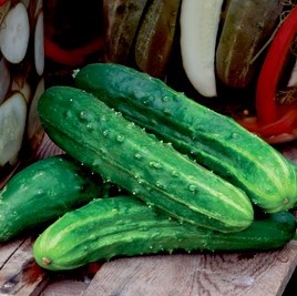 Cucumber Seed - Griffin Greenhouse Supplies