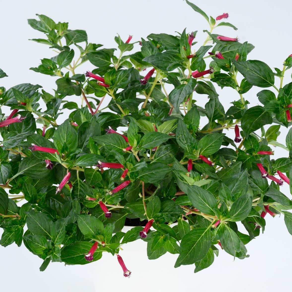 Cuphea Cubano Cristo 104/100 URC - Griffin Greenhouse Supplies