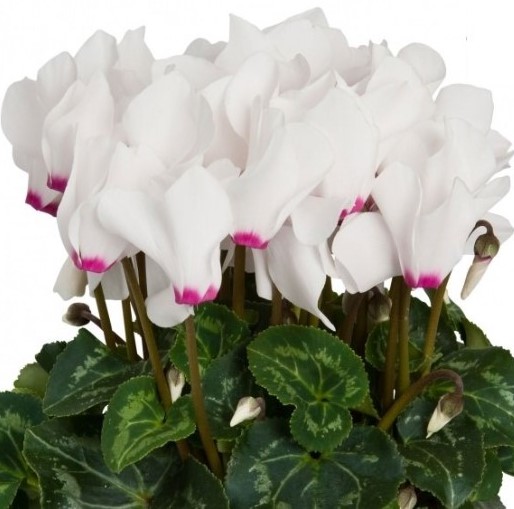 Cyclamen Seed - Griffin Greenhouse Supplies