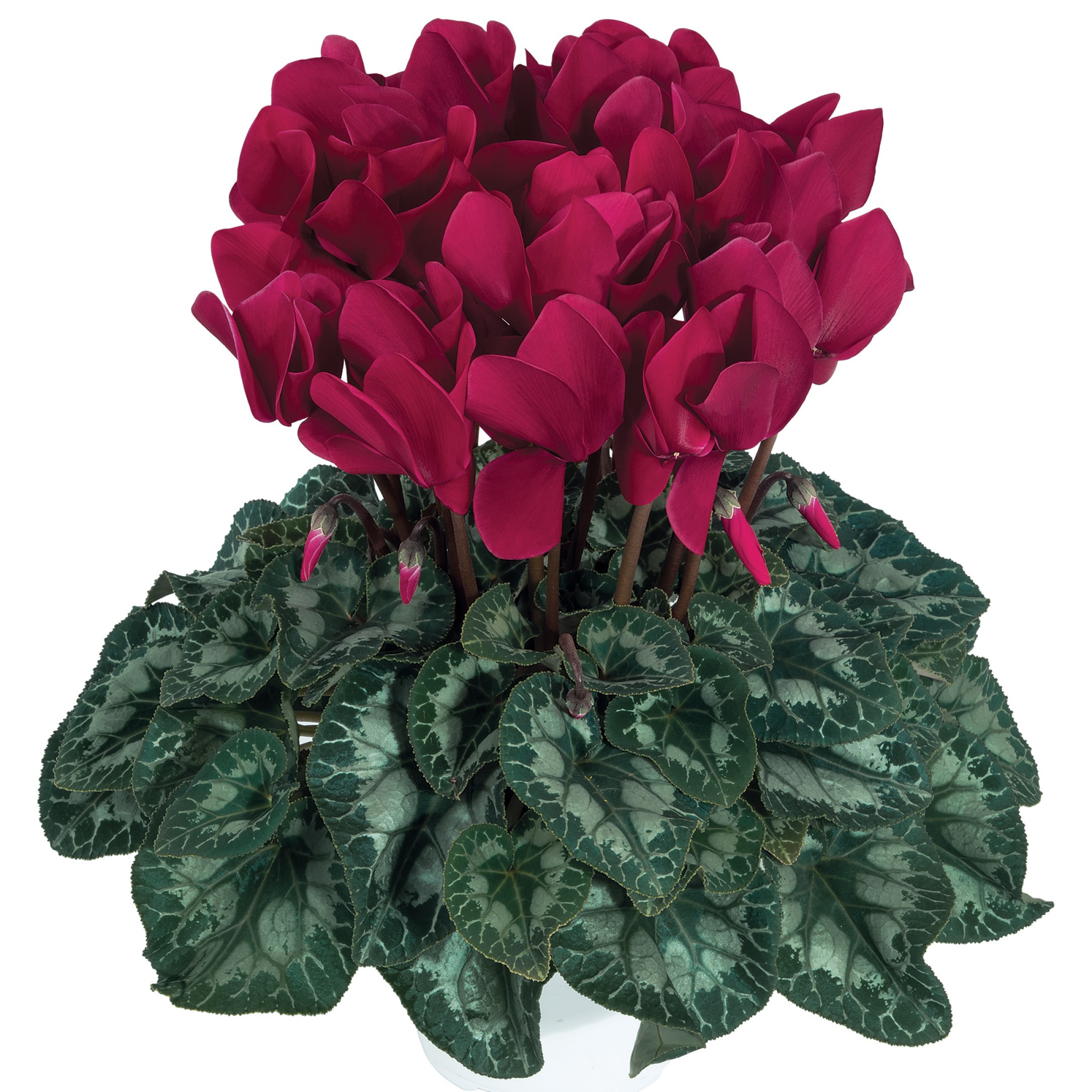 You Searched For "cyclamen" - Griffin Greenhouse Supplies