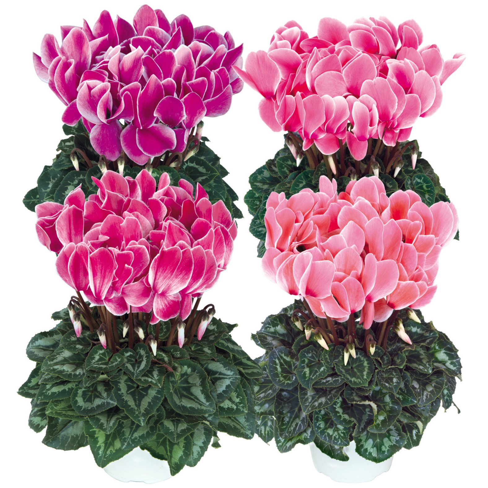 You Searched For "cyclamen" - Griffin Greenhouse Supplies