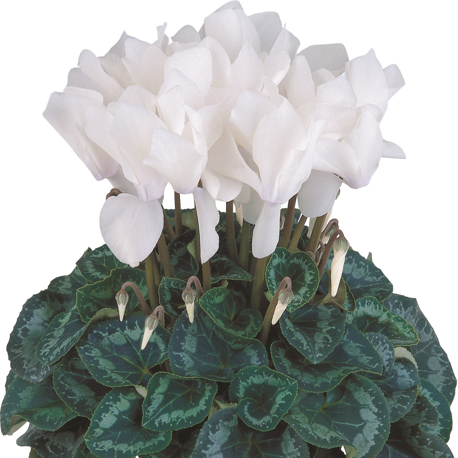 You Searched For "cyclamen" - Griffin Greenhouse Supplies
