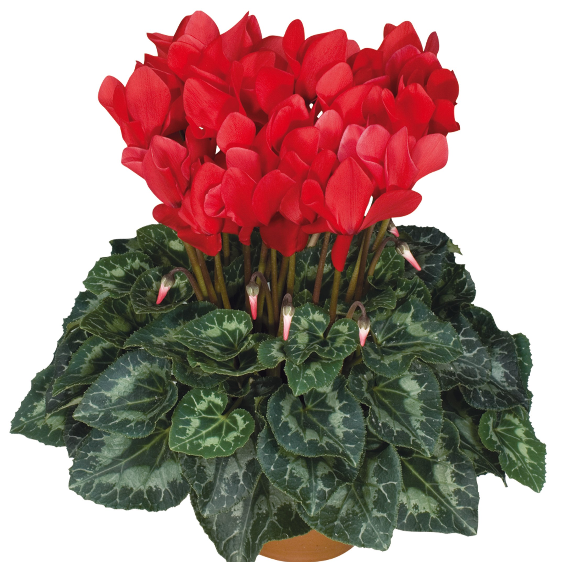 Cyclamen Latinia Success Bright Red 25/25 4 IN PF - Griffin Greenhouse ...