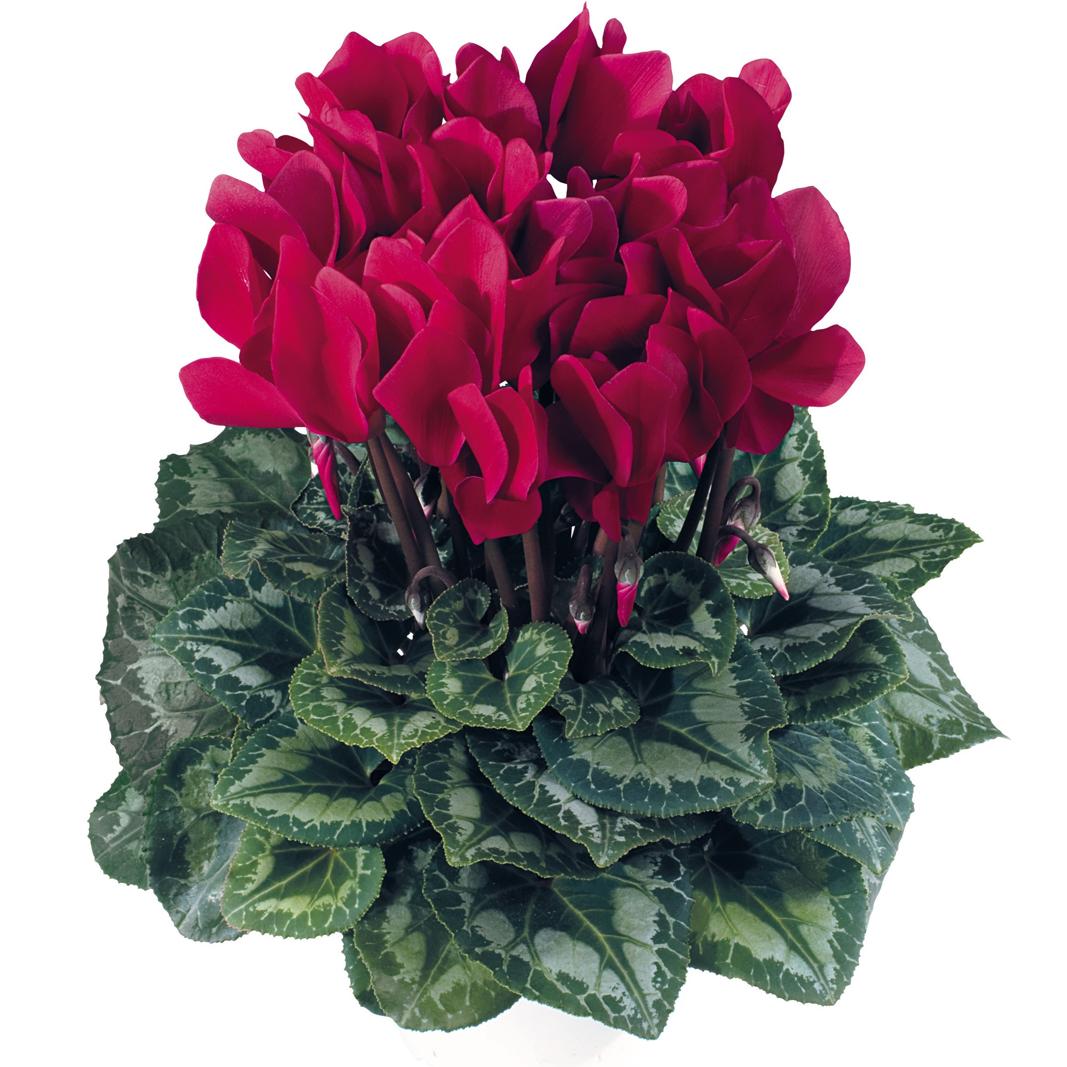 You Searched For "cyclamen" - Griffin Greenhouse Supplies