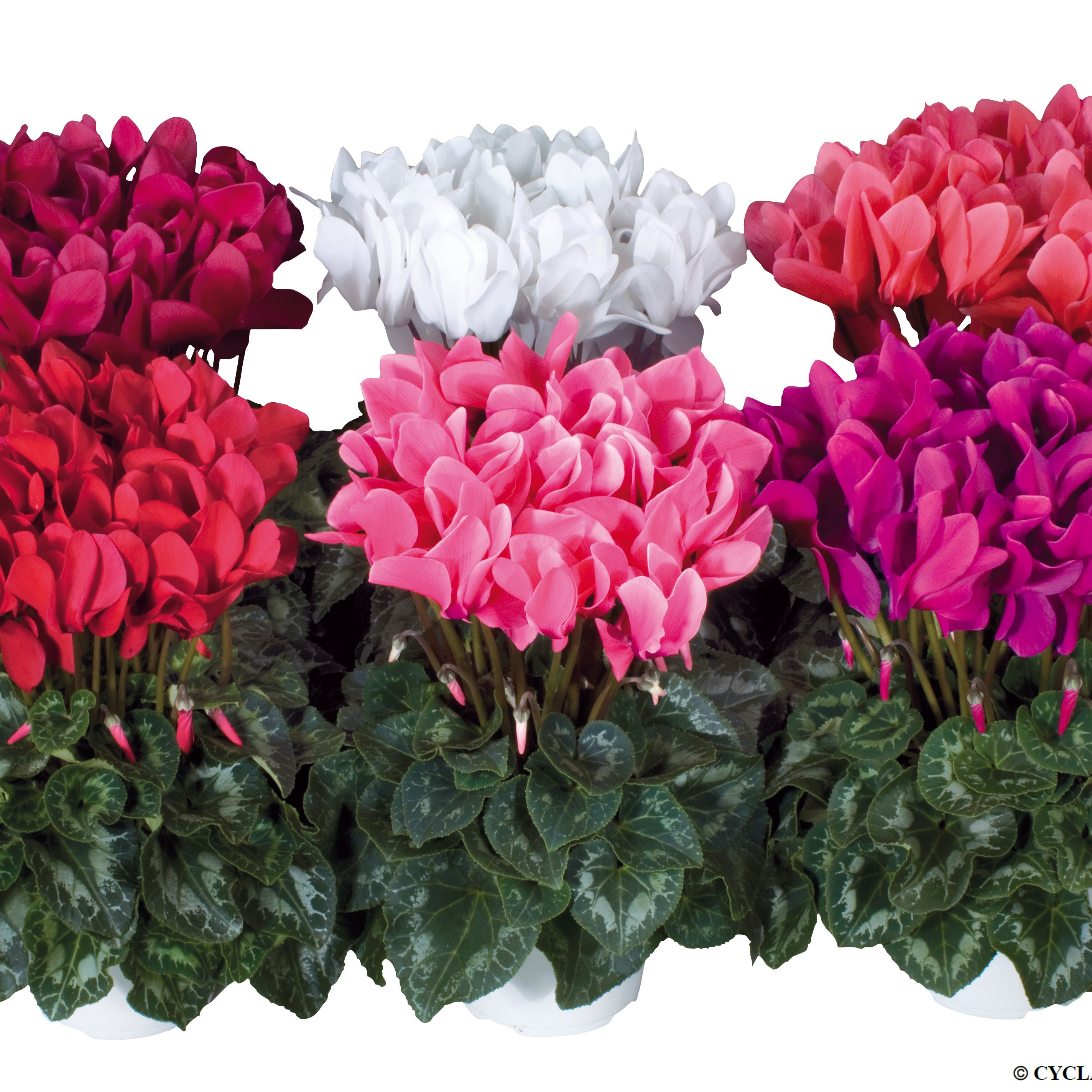 You Searched For "cyclamen" - Griffin Greenhouse Supplies