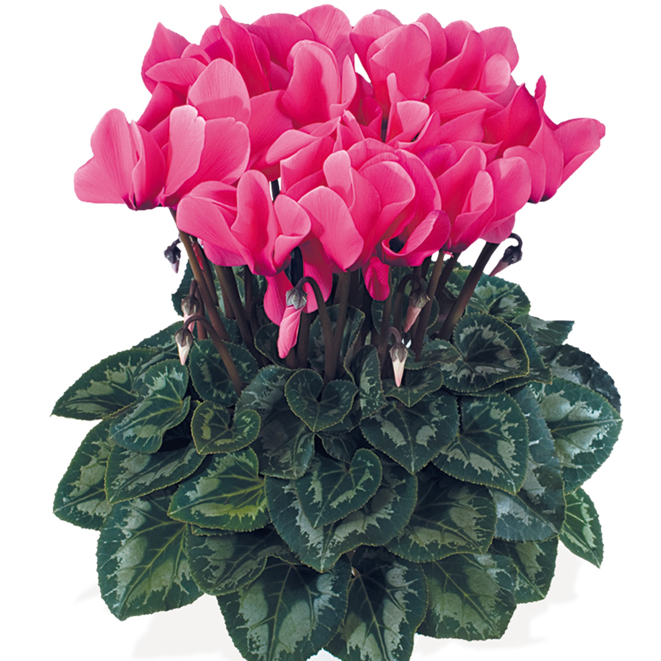 You Searched For "cyclamen" - Griffin Greenhouse Supplies
