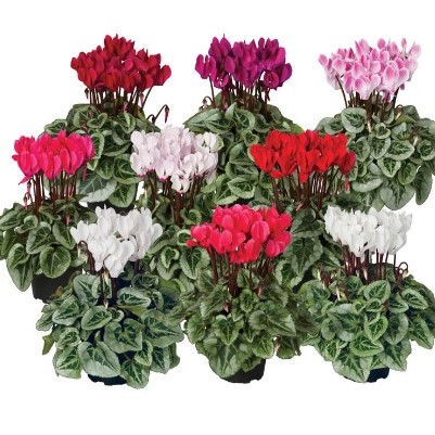 Cyclamen Seed - Griffin Greenhouse Supplies