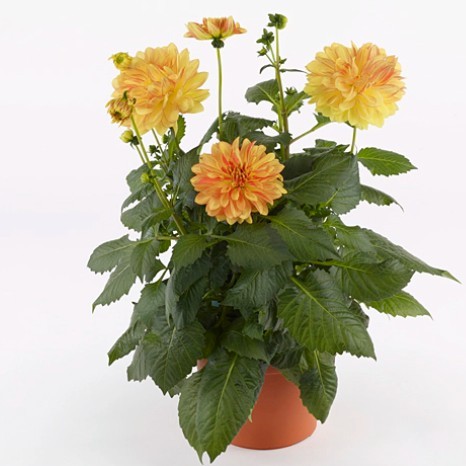 Dahlia LaBella Grande Fun Sunrise 104/100 URC Ethiopia - Griffin ...