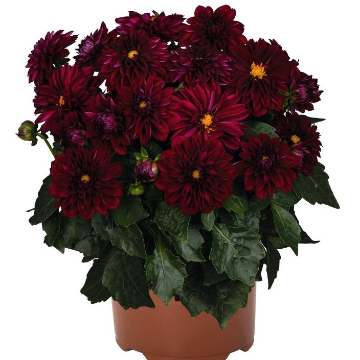 You Searched For "dahlia" - Griffin Greenhouse Supplies