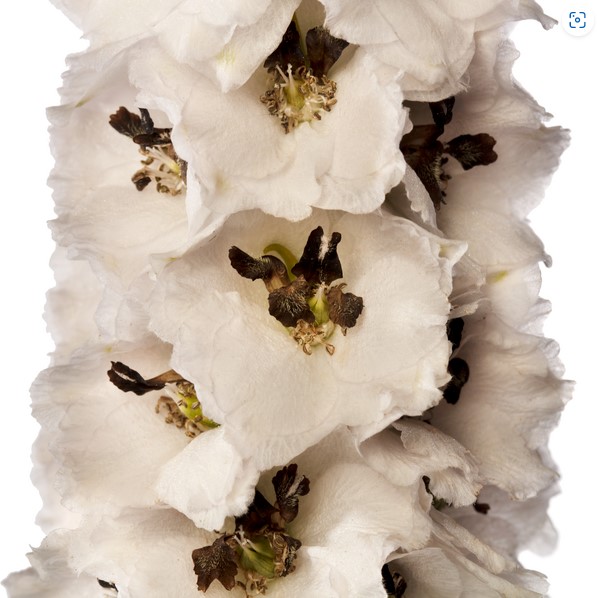 Delphinium Delphina White Black Bee ASTD - Griffin Greenhouse Supplies