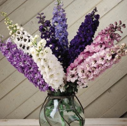 Delphinium Magic Fountain Mix ASTD - Griffin Greenhouse Supplies