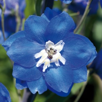 Delphinium Pacific Giant Blue Bird ASTD - Griffin Greenhouse Supplies
