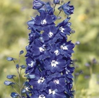 Delphinium Pacific Giant King Arthur ASTD - Griffin Greenhouse Supplies
