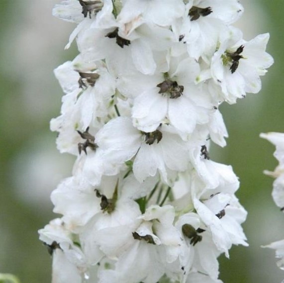 Delphinium Pacific Giant Percival ASTD - Griffin Greenhouse Supplies