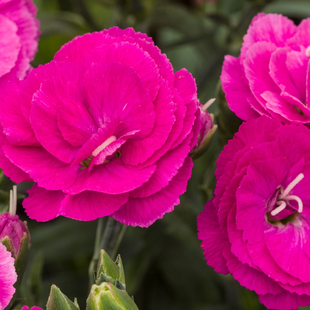 Dianthus Constant Cadence Raspberry 51/50 Tray - Griffin Greenhouse ...