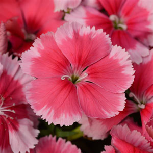 Dianthus Coronet Strawberry PLT - Griffin Greenhouse Supplies
