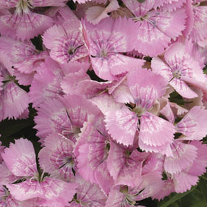 Dianthus Seed - Griffin Greenhouse Supplies
