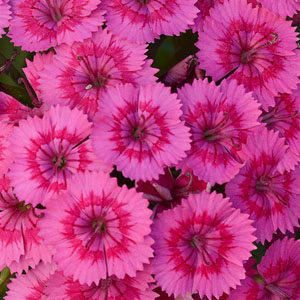 Dianthus Seed - Griffin Greenhouse Supplies
