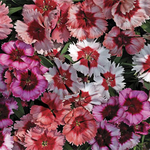Dianthus Seed - Griffin Greenhouse Supplies