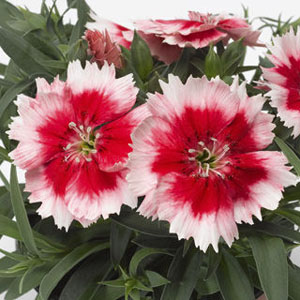 Dianthus Seed - Griffin Greenhouse Supplies