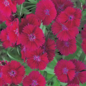 Dianthus Seed - Griffin Greenhouse Supplies